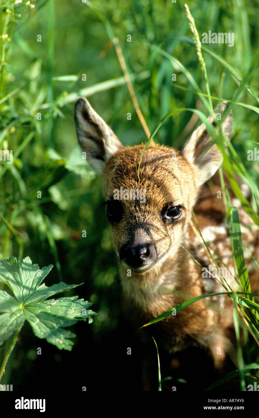 Reh Roe Deer capreolus capreolus, europe Stock Photo - Alamy