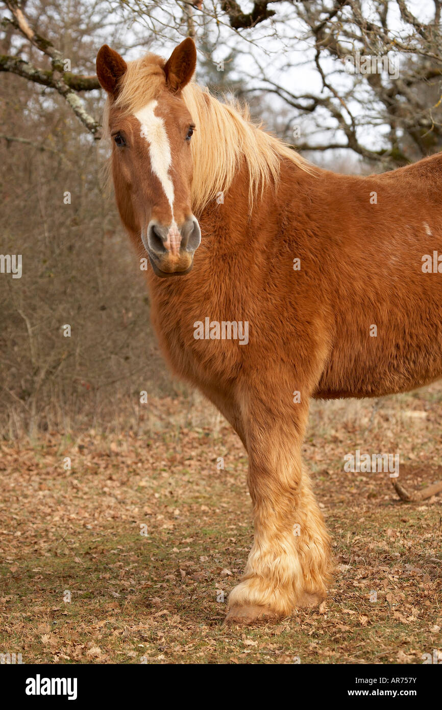 Draught horse hi-res stock photography and images - Alamy