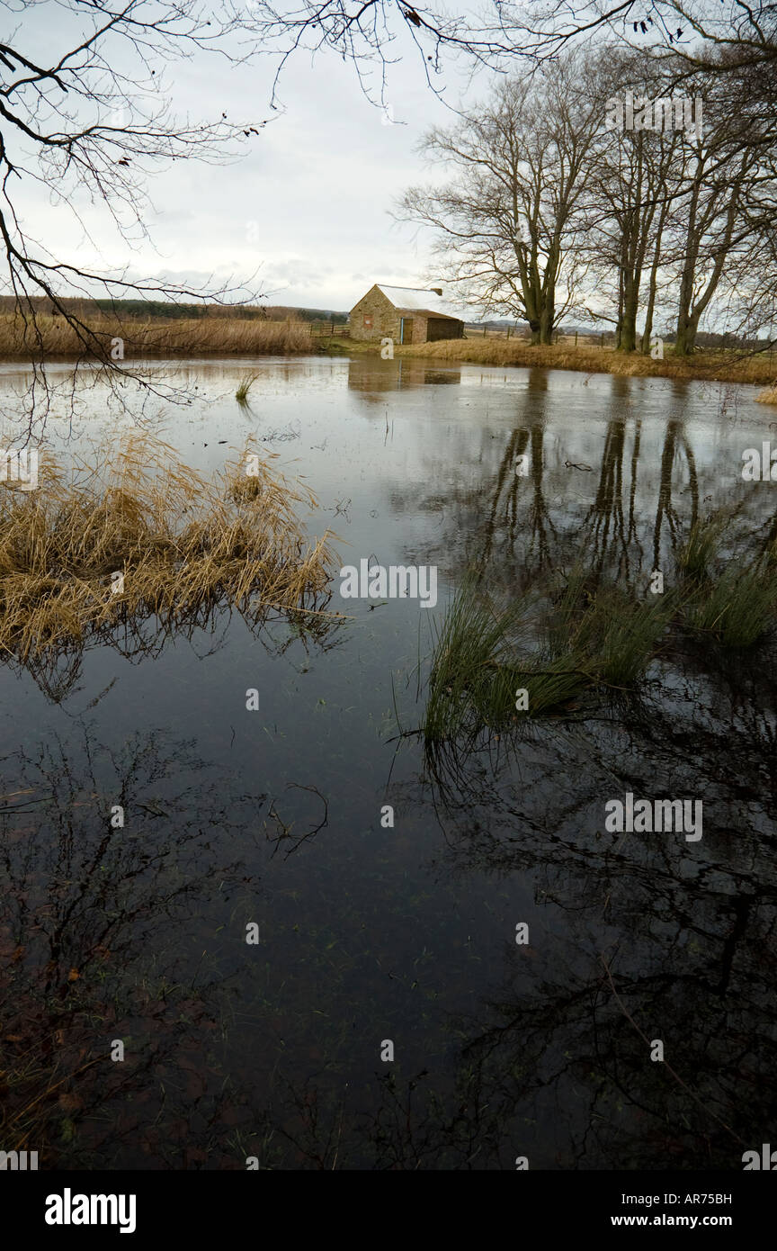 Overgrown pool hi-res stock photography and images - Alamy