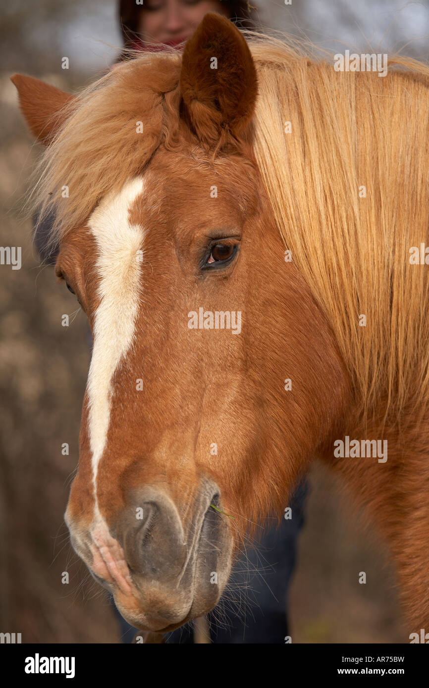 Draught animal hi-res stock photography and images - Alamy