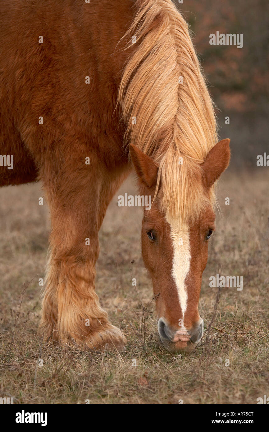 Draught horse hi-res stock photography and images - Alamy