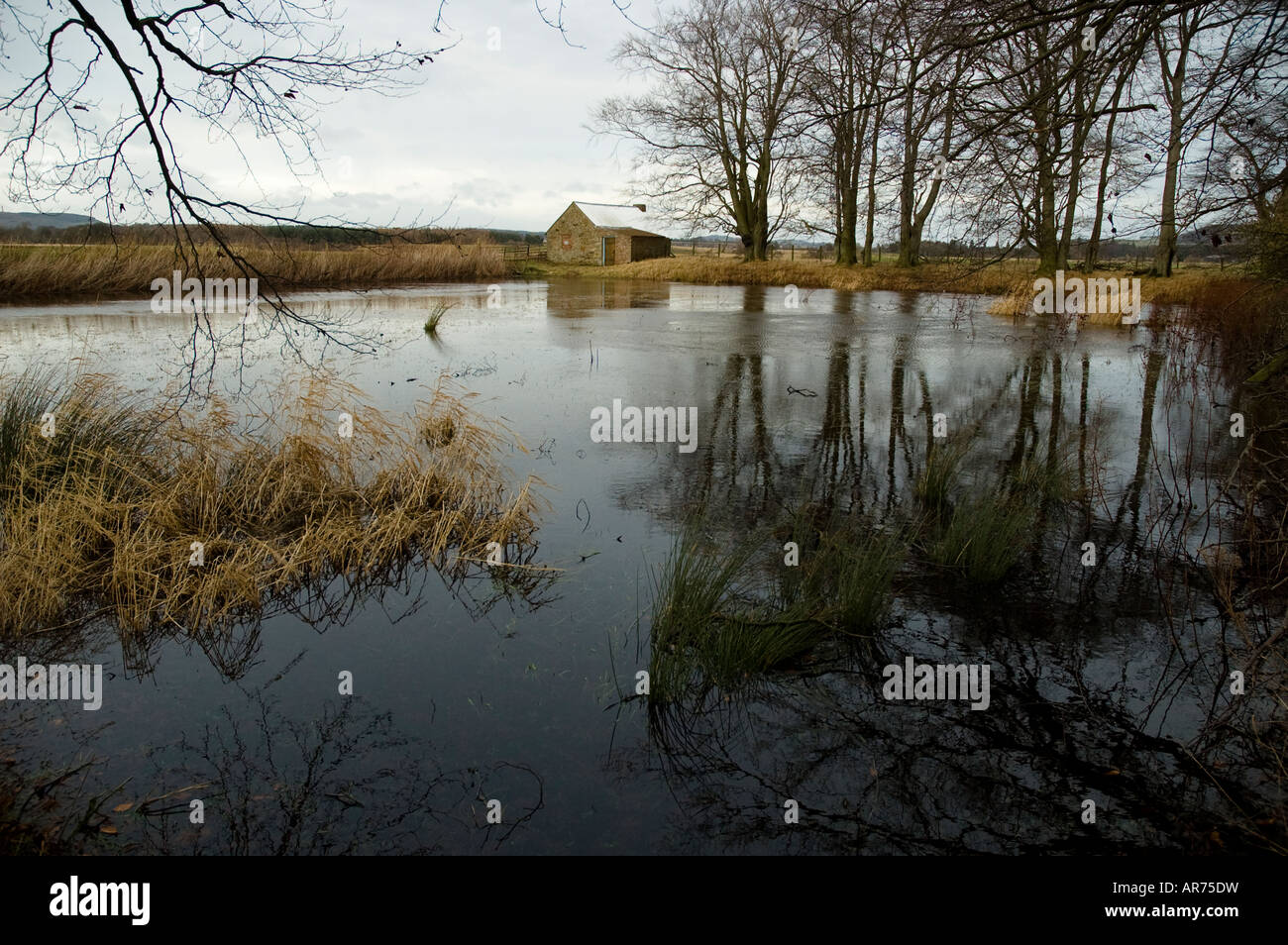 Overgrown pool hi-res stock photography and images - Alamy