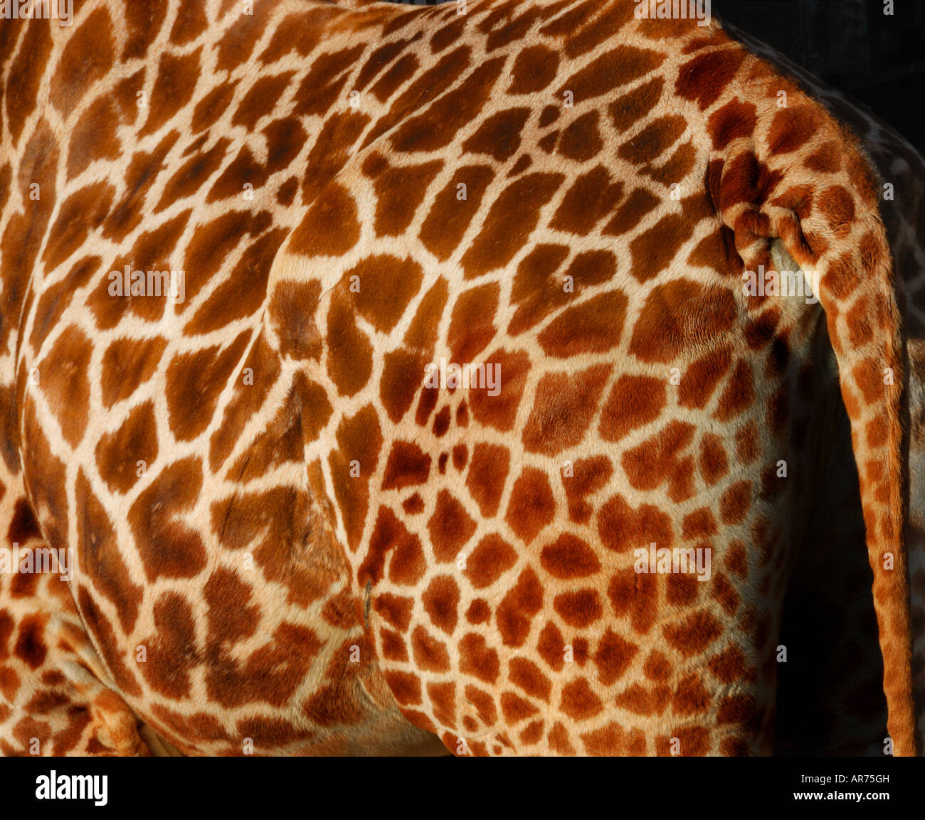 Giraffe tail hi-res stock photography and images - Alamy