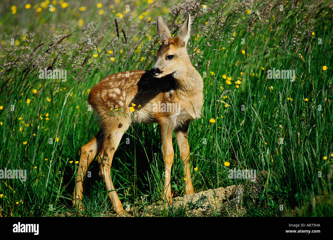Rehkitz hi-res stock photography and images - Alamy
