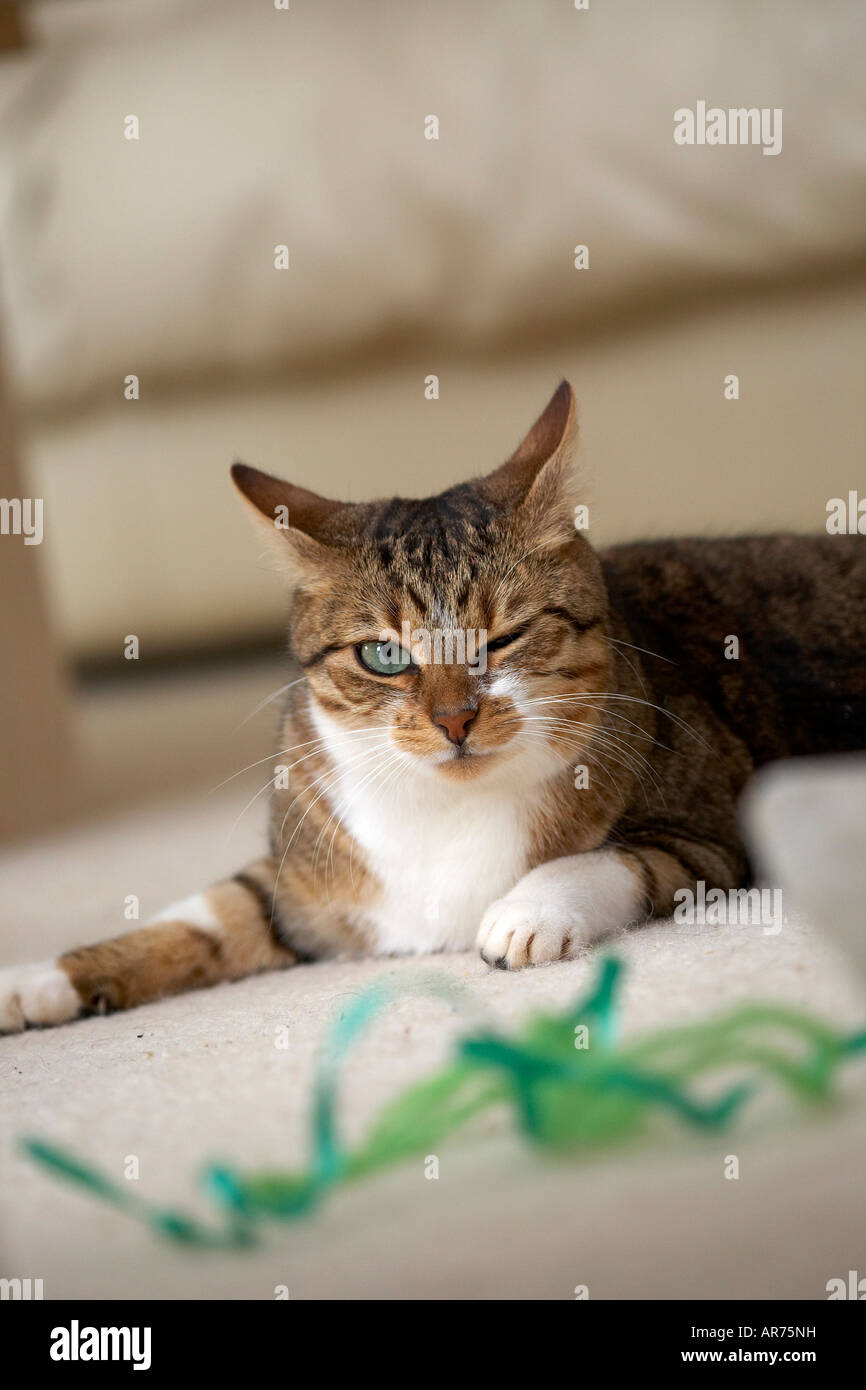 Cat wink not people not africa hi-res stock photography and images - Alamy