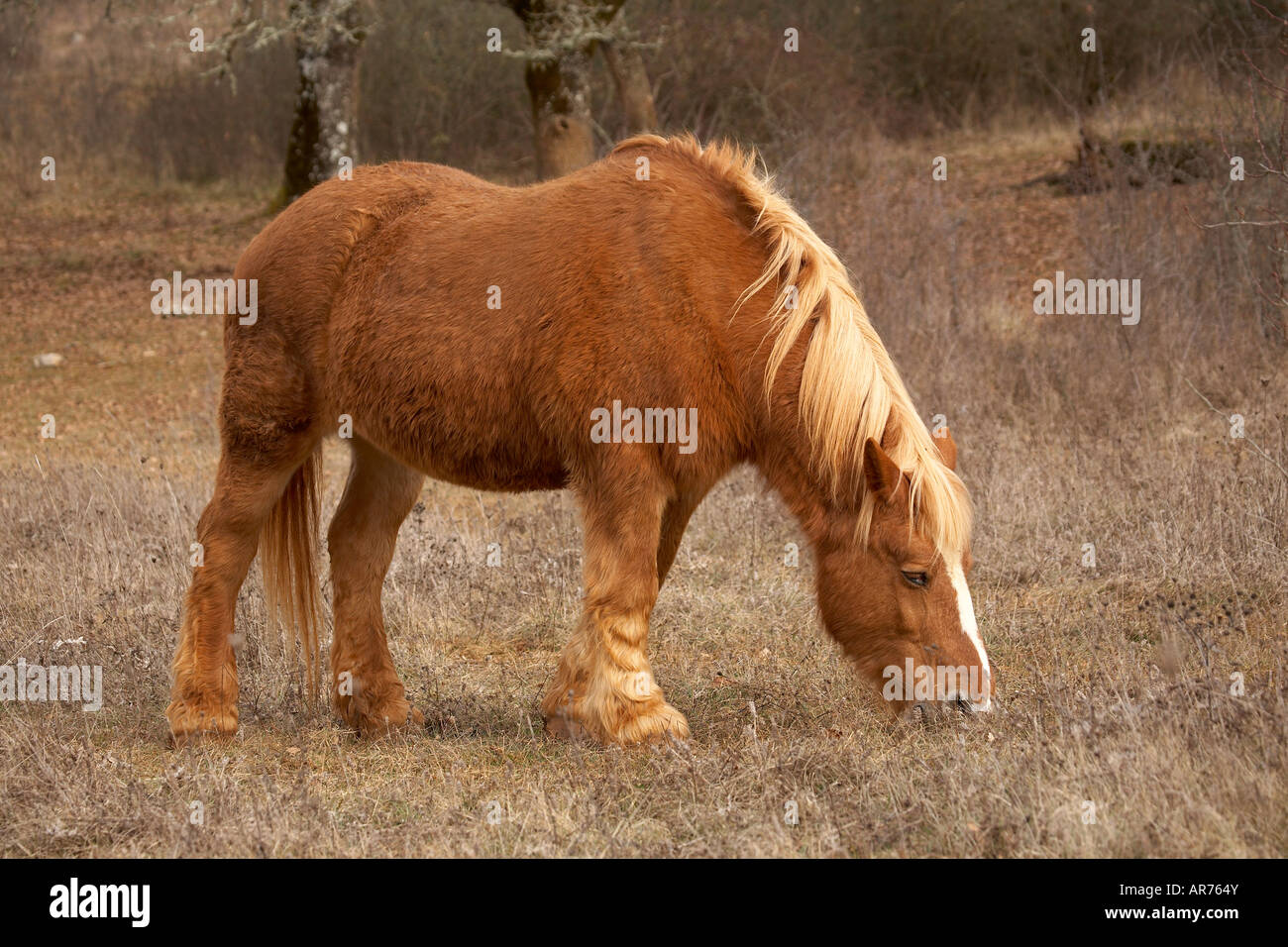Draught horse hi-res stock photography and images - Alamy