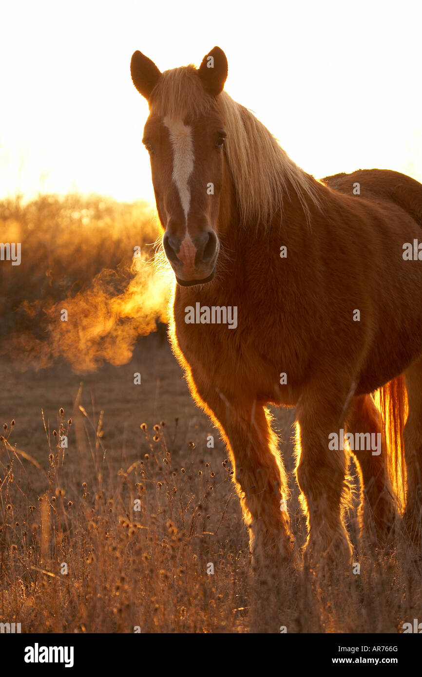 Draught horse hi-res stock photography and images - Alamy