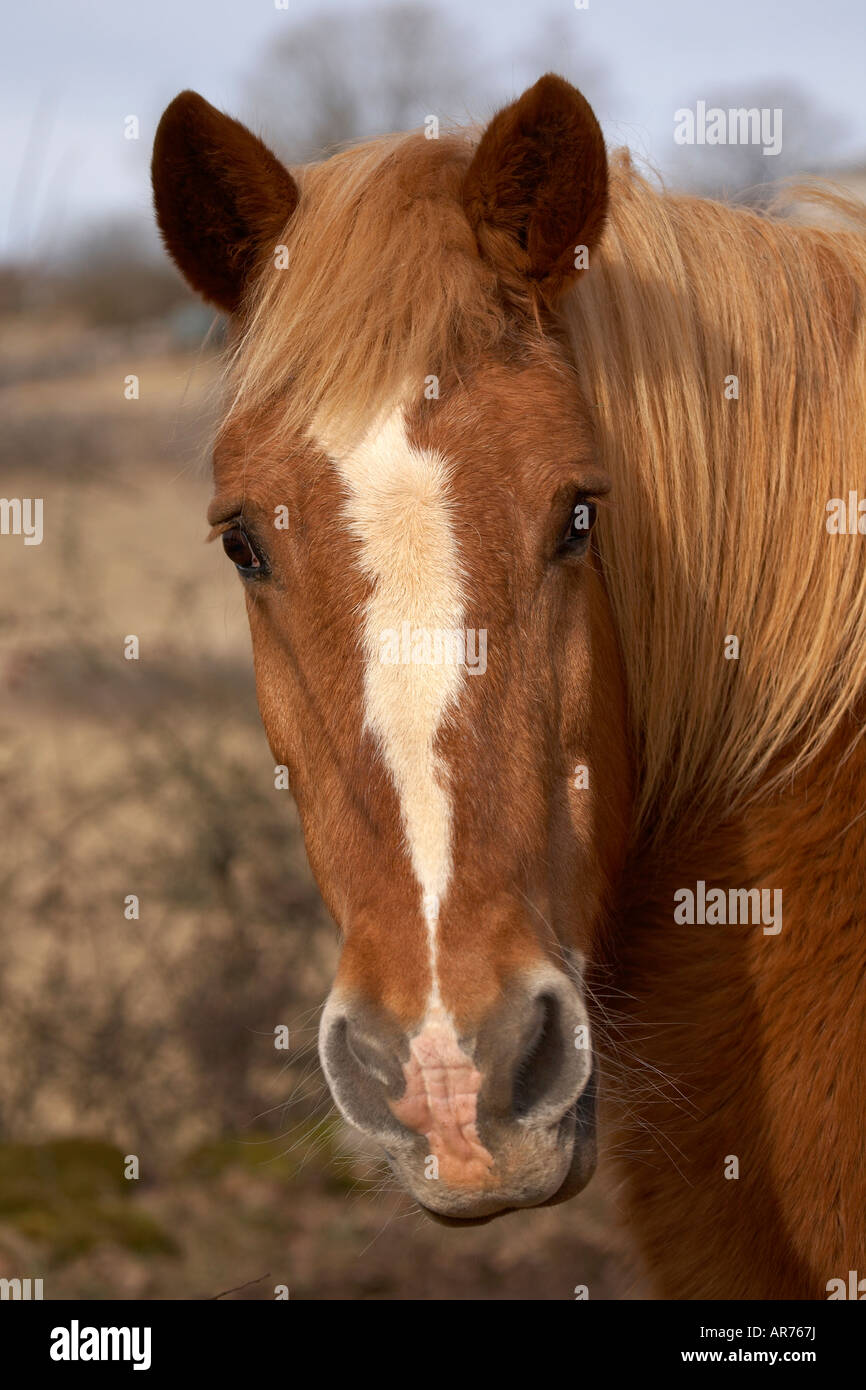 Draught horse hi-res stock photography and images - Alamy