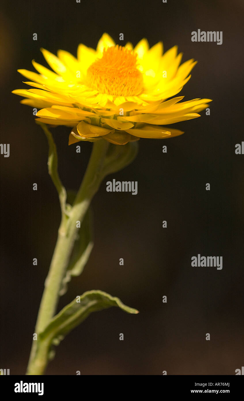 Blue australian daisy hi-res stock photography and images - Alamy
