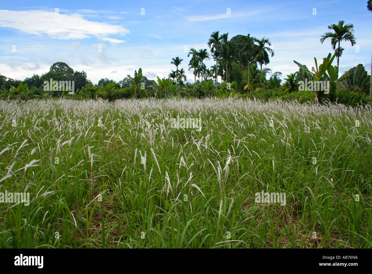 Cogon Grass High Resolution Stock Photography and Images - Alamy