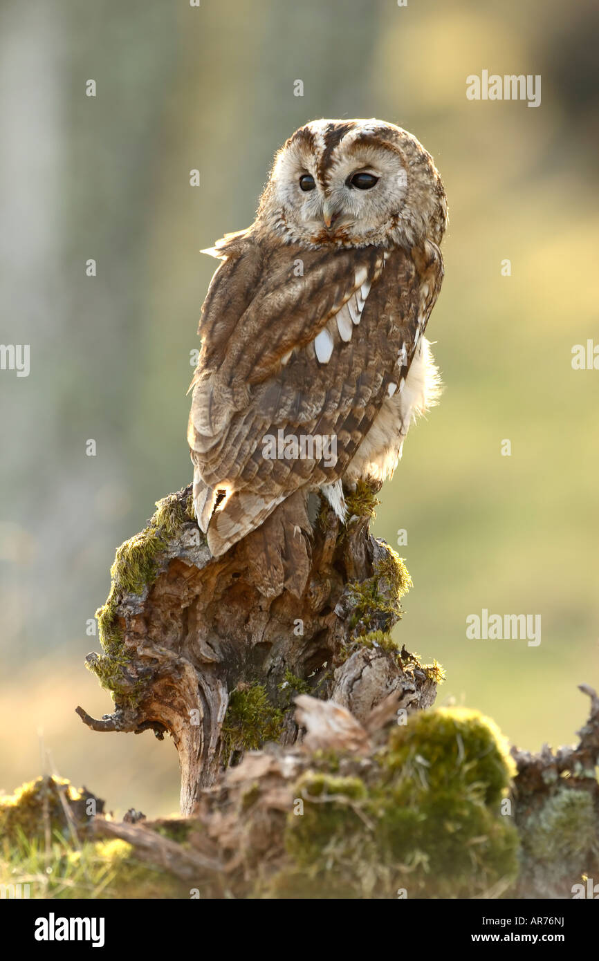 Owl with head turned hi-res stock photography and images - Alamy