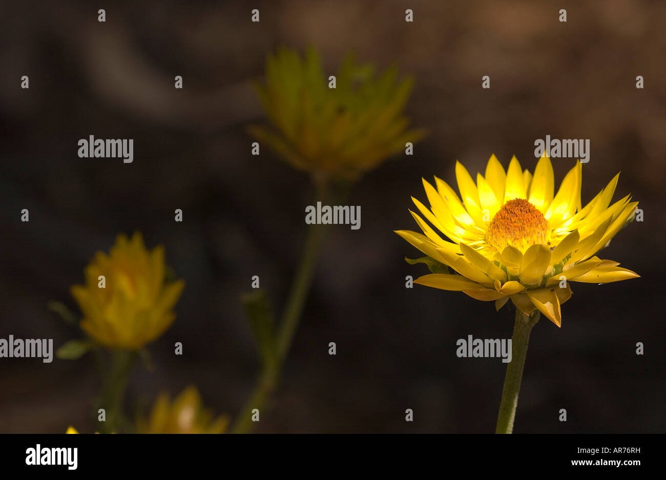 Everlasting Daisy Daisies Brachyscome sp Rhodanthe sp Stock Photo - Alamy