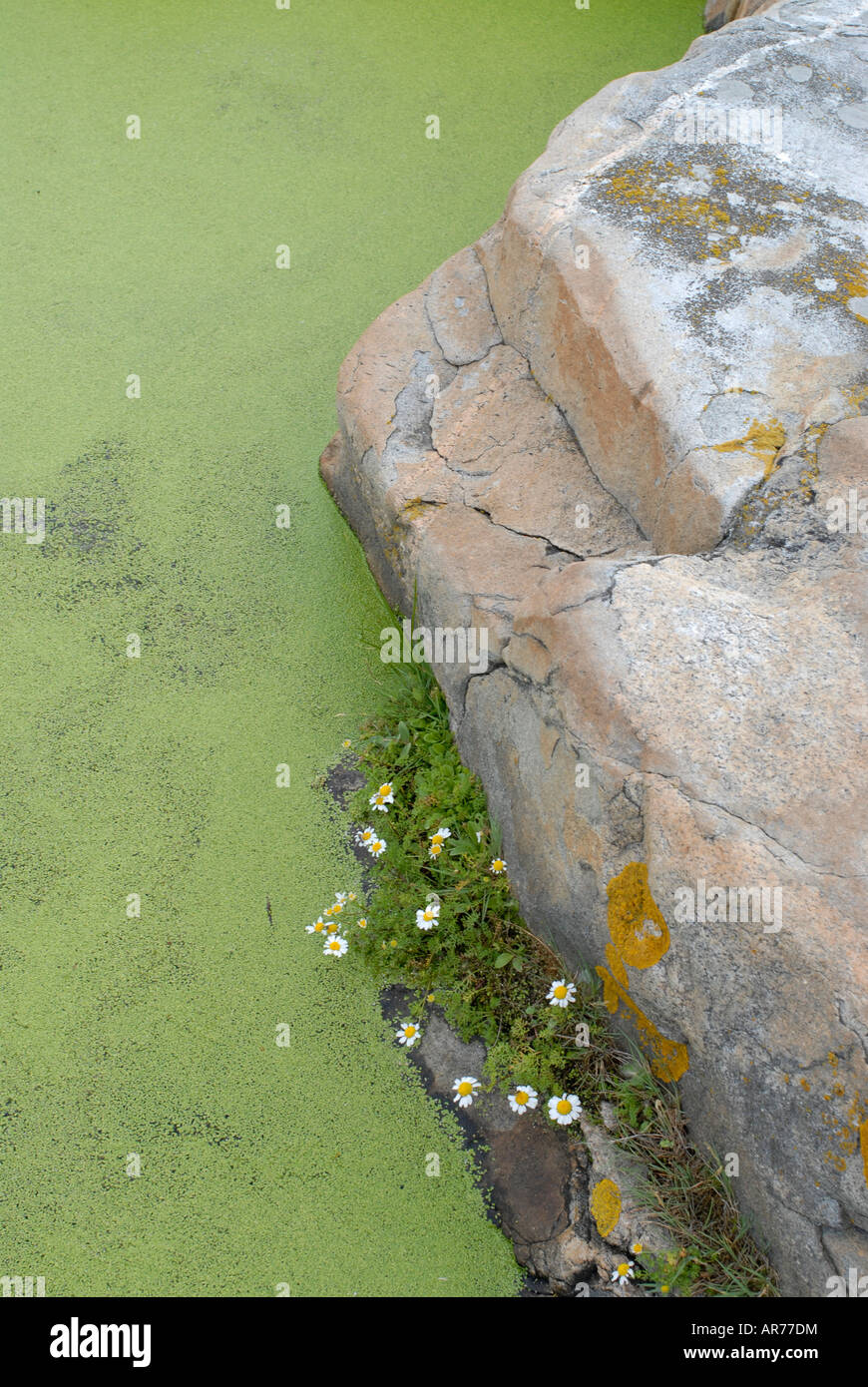 Alga on water pond Stock Photo - Alamy