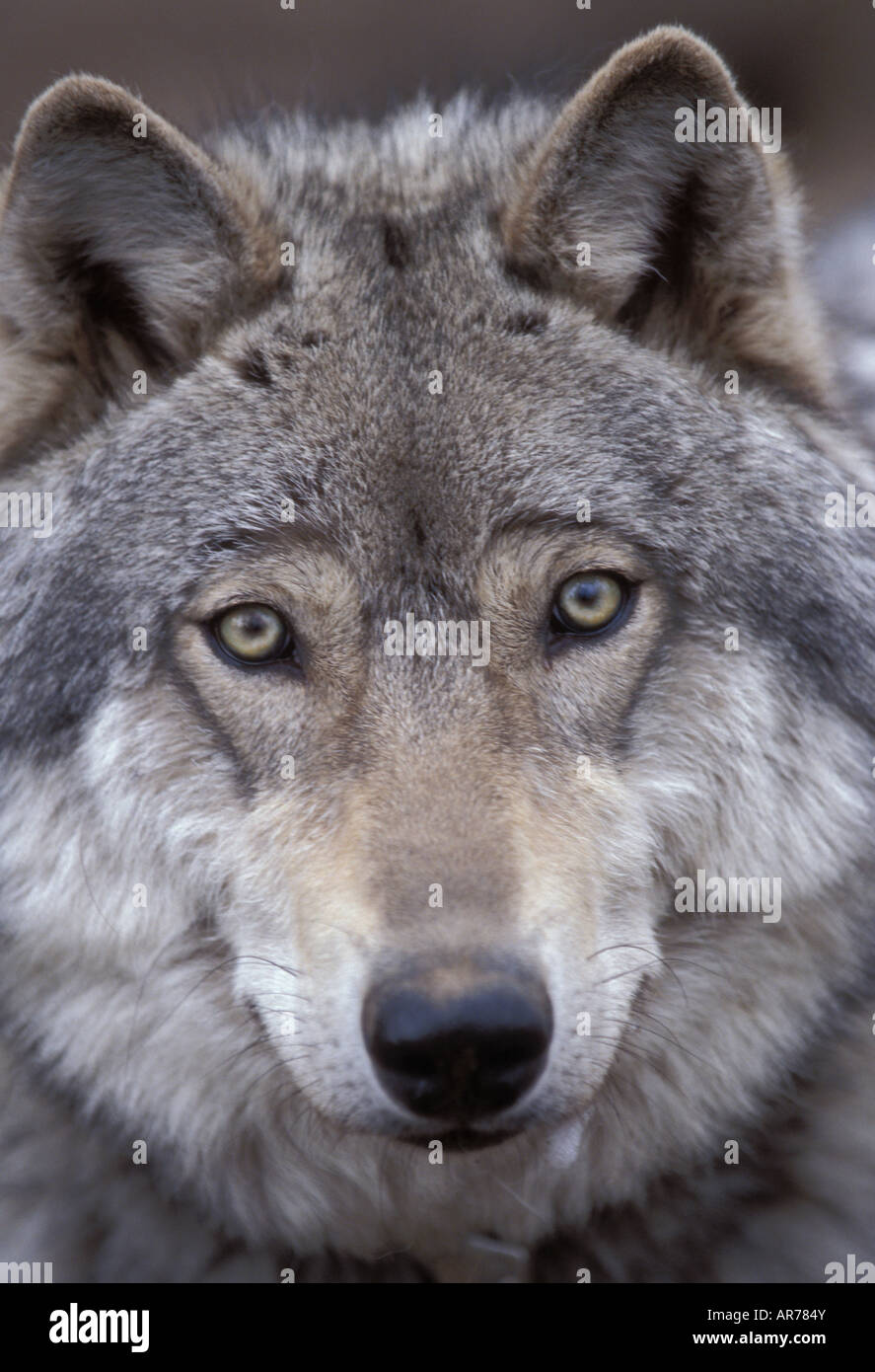 Wolf at Wolf Country USA, Palmer,Alaska Stock Photo - Alamy