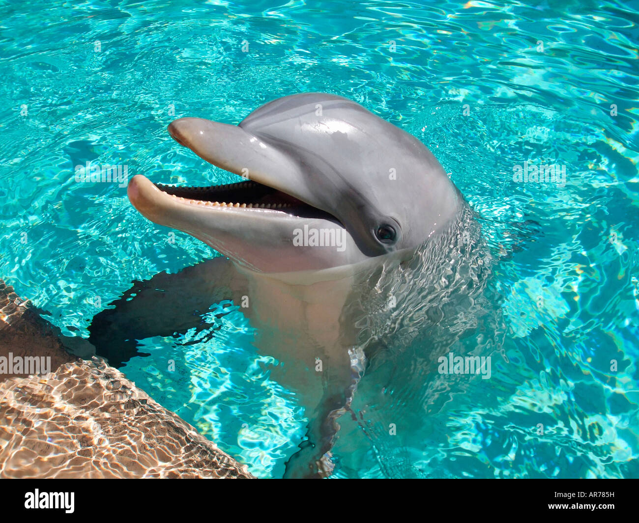 Captive dolphin with head looking out of the water with mouth open ...