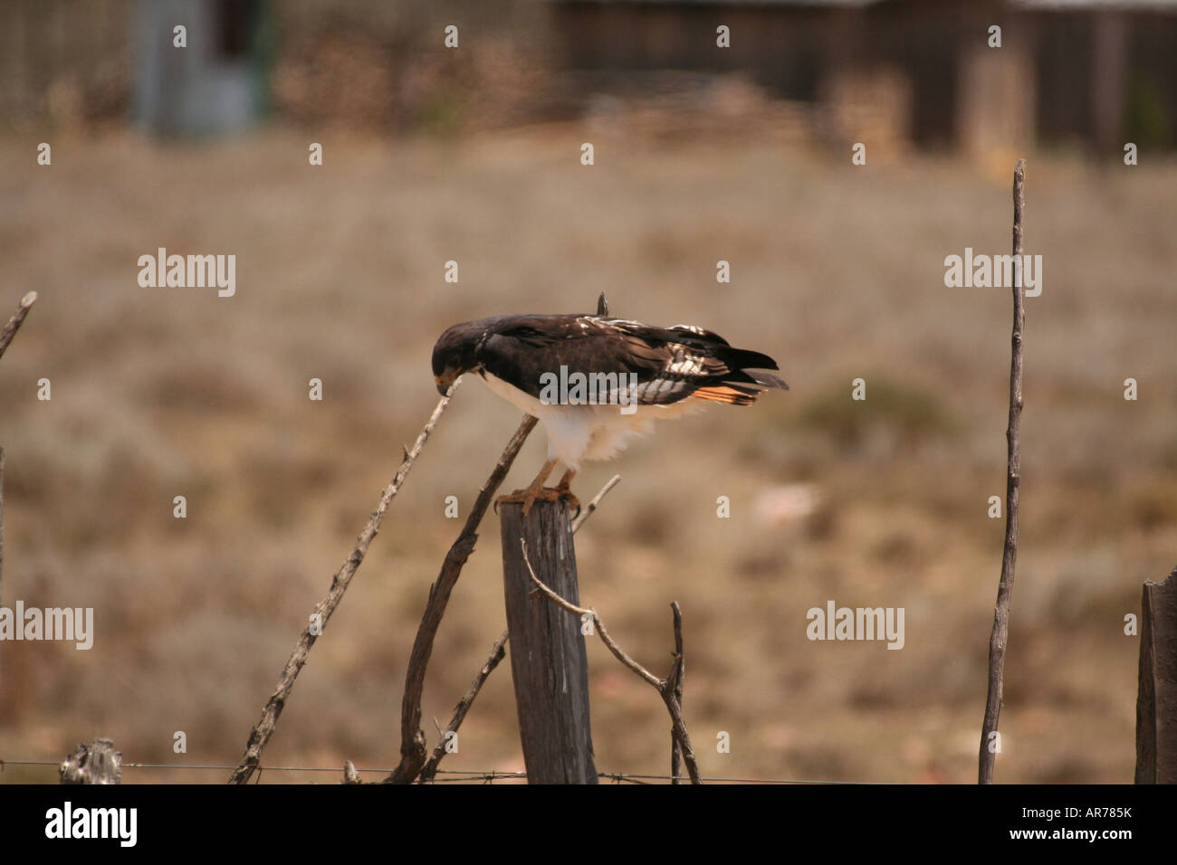 African Hawk Eagle Stock Photo - Alamy