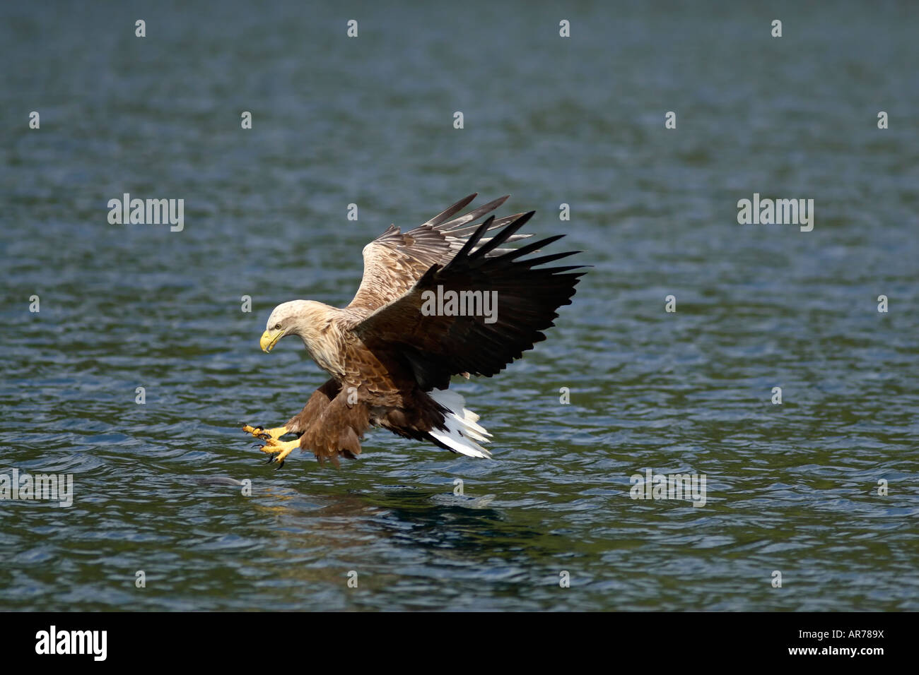 White tailed sea eagle Haliaeetus albicilla in flight over water with ...
