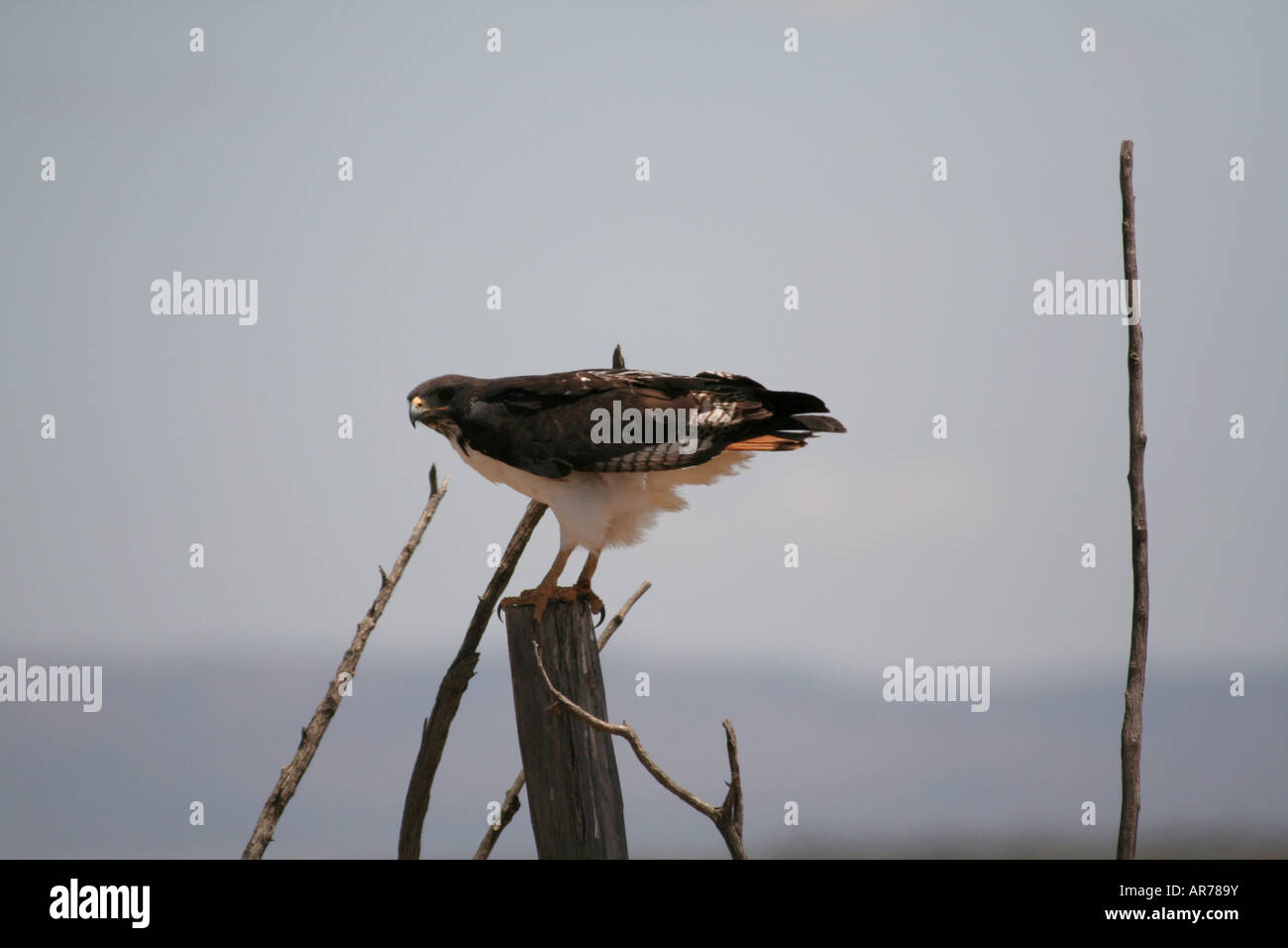 African Hawk Eagle Stock Photo - Alamy