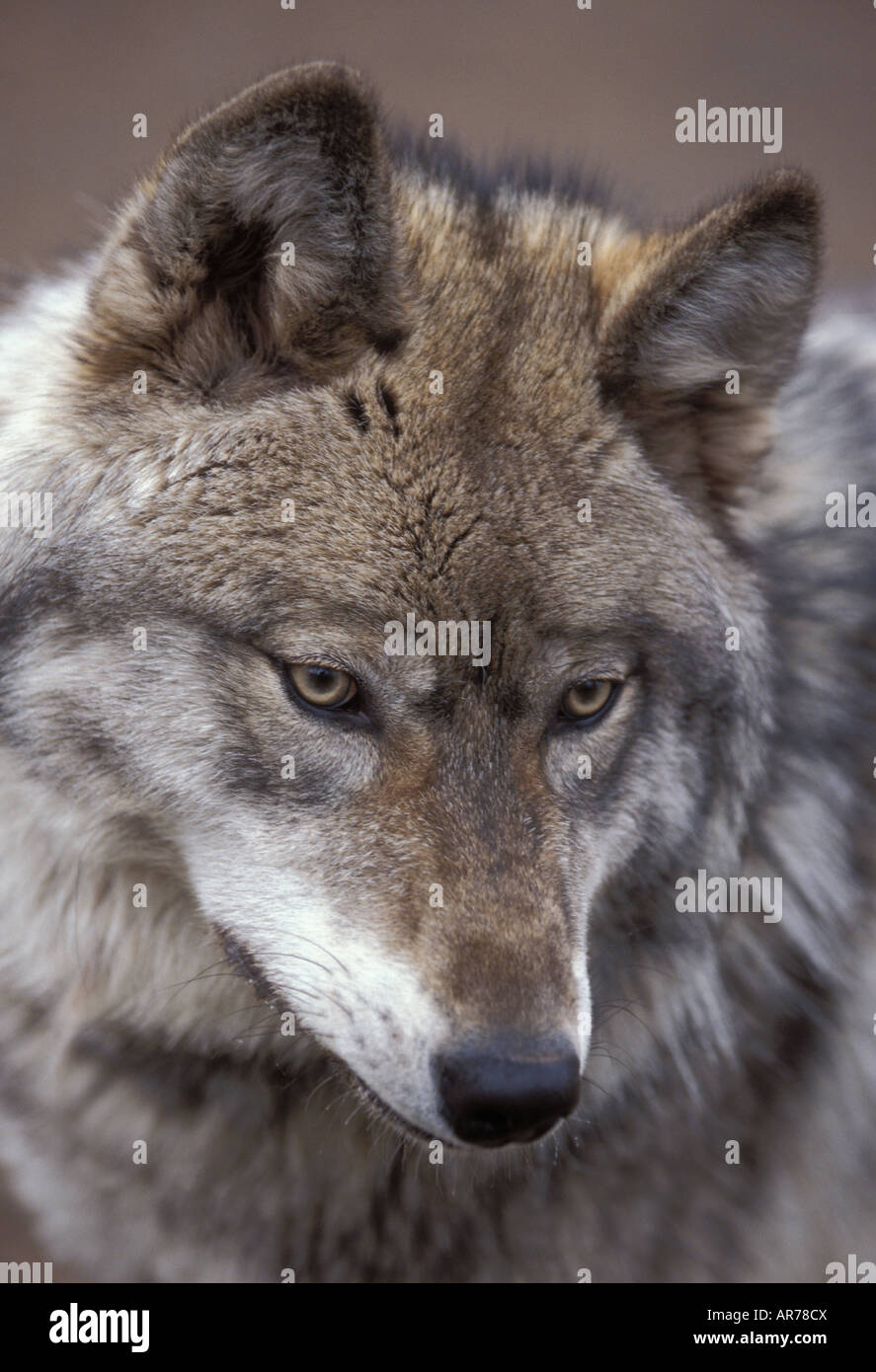 Wolf country hi-res stock photography and images - Alamy