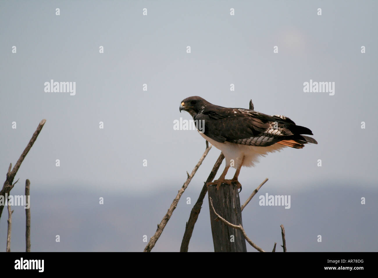 African Hawk Eagle Stock Photo - Alamy