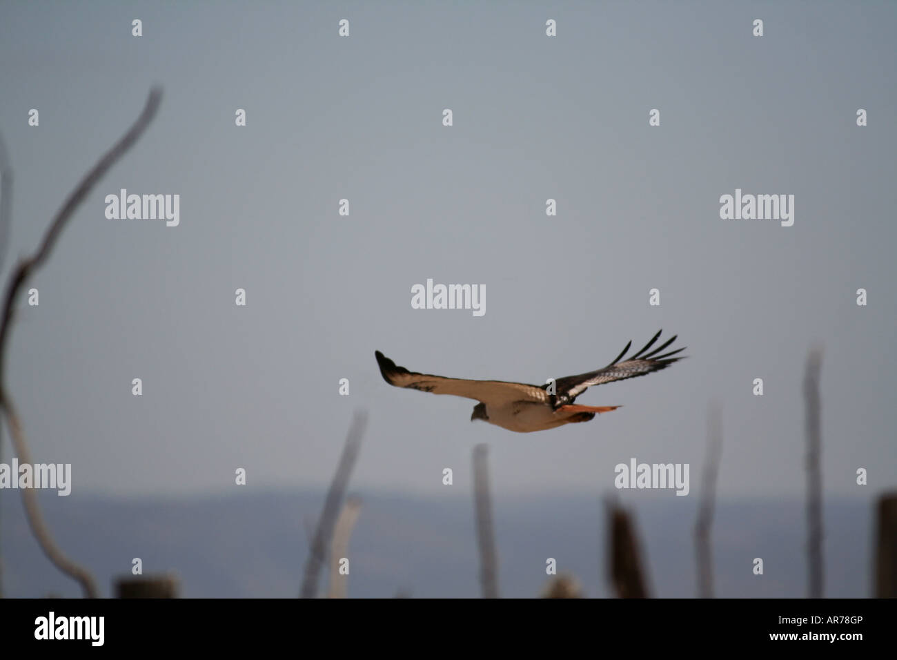 African Hawk Eagle in flight Stock Photo - Alamy