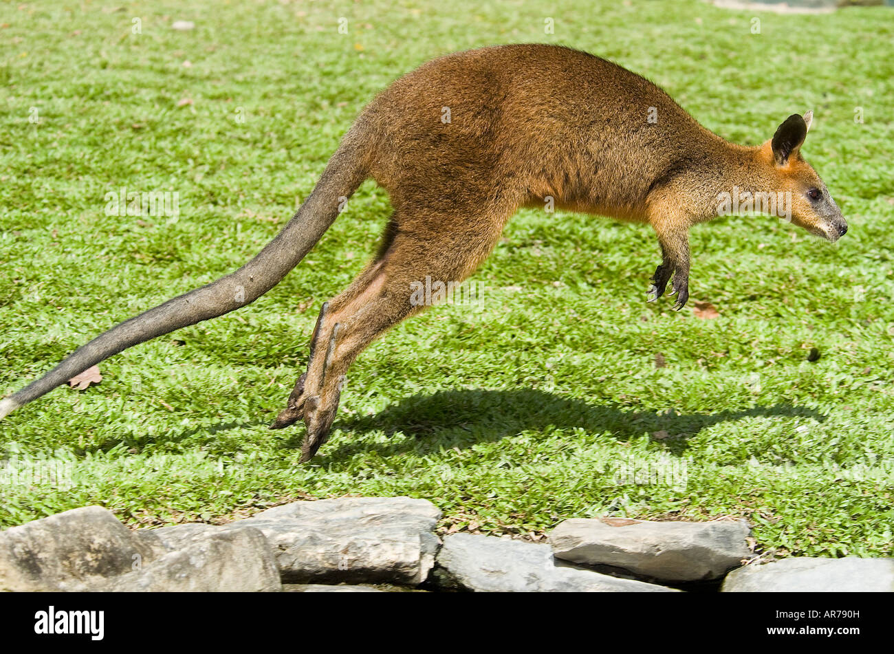 rufous bellied pademelon thylogale billardierii red bellied red legged ...