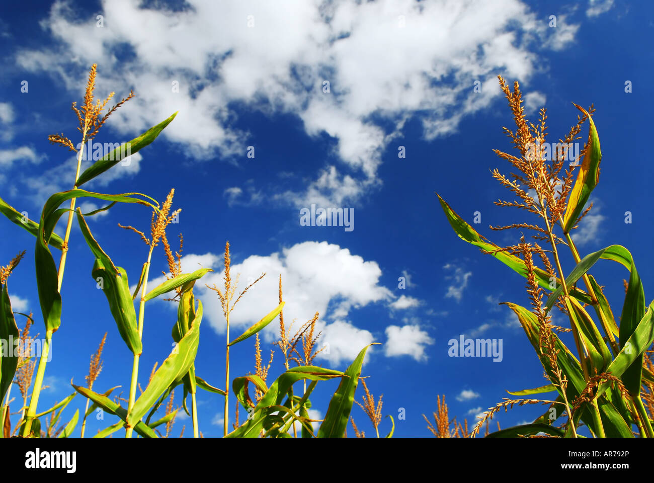 Farm field with growing corn under blue sky Stock Photo - Alamy