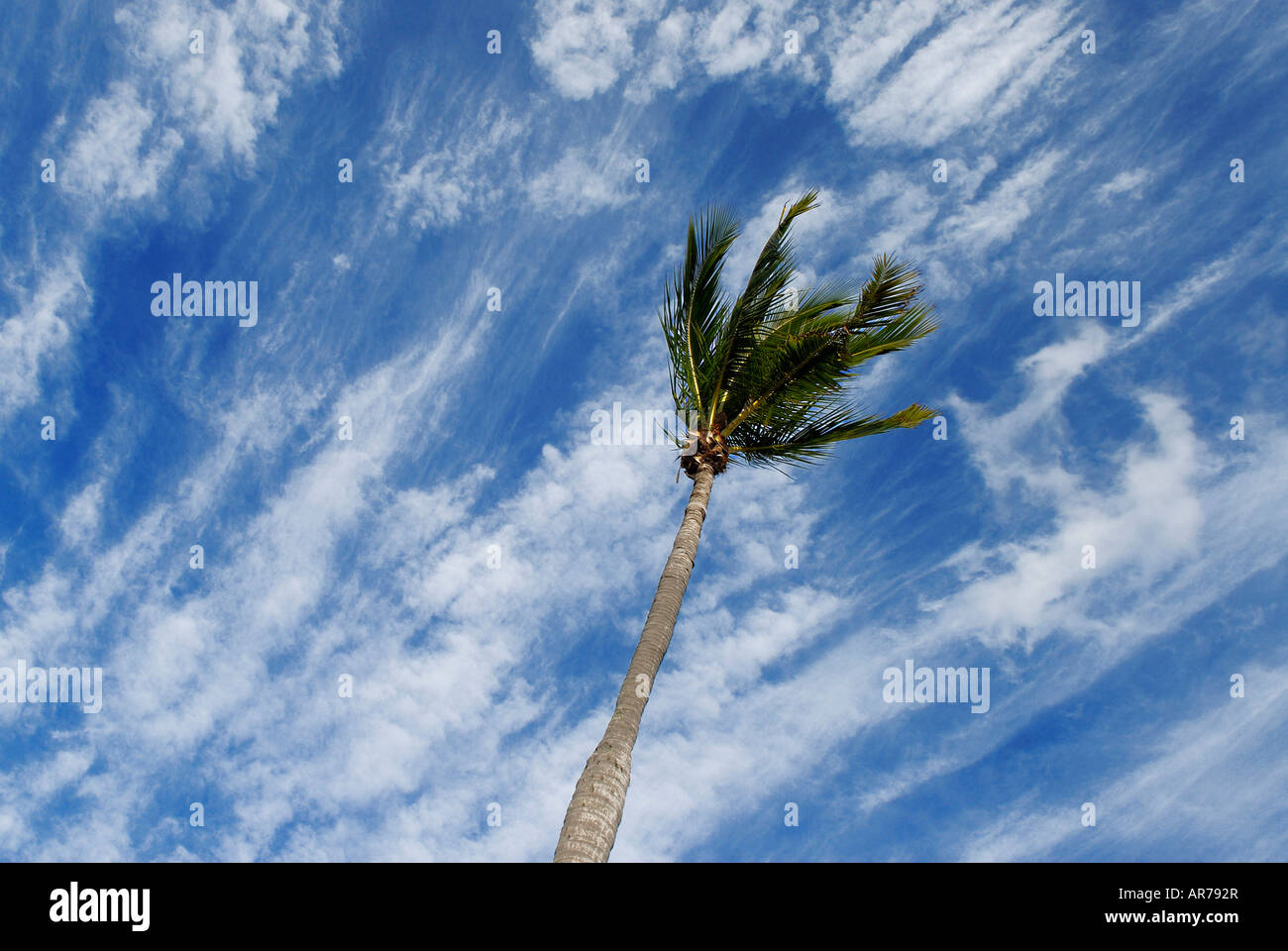 A Florida coconut palm tree bows in the wind with cirrus clouds against ...