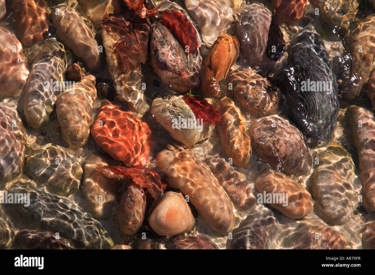 Pebbles in stream hi-res stock photography and images - Alamy