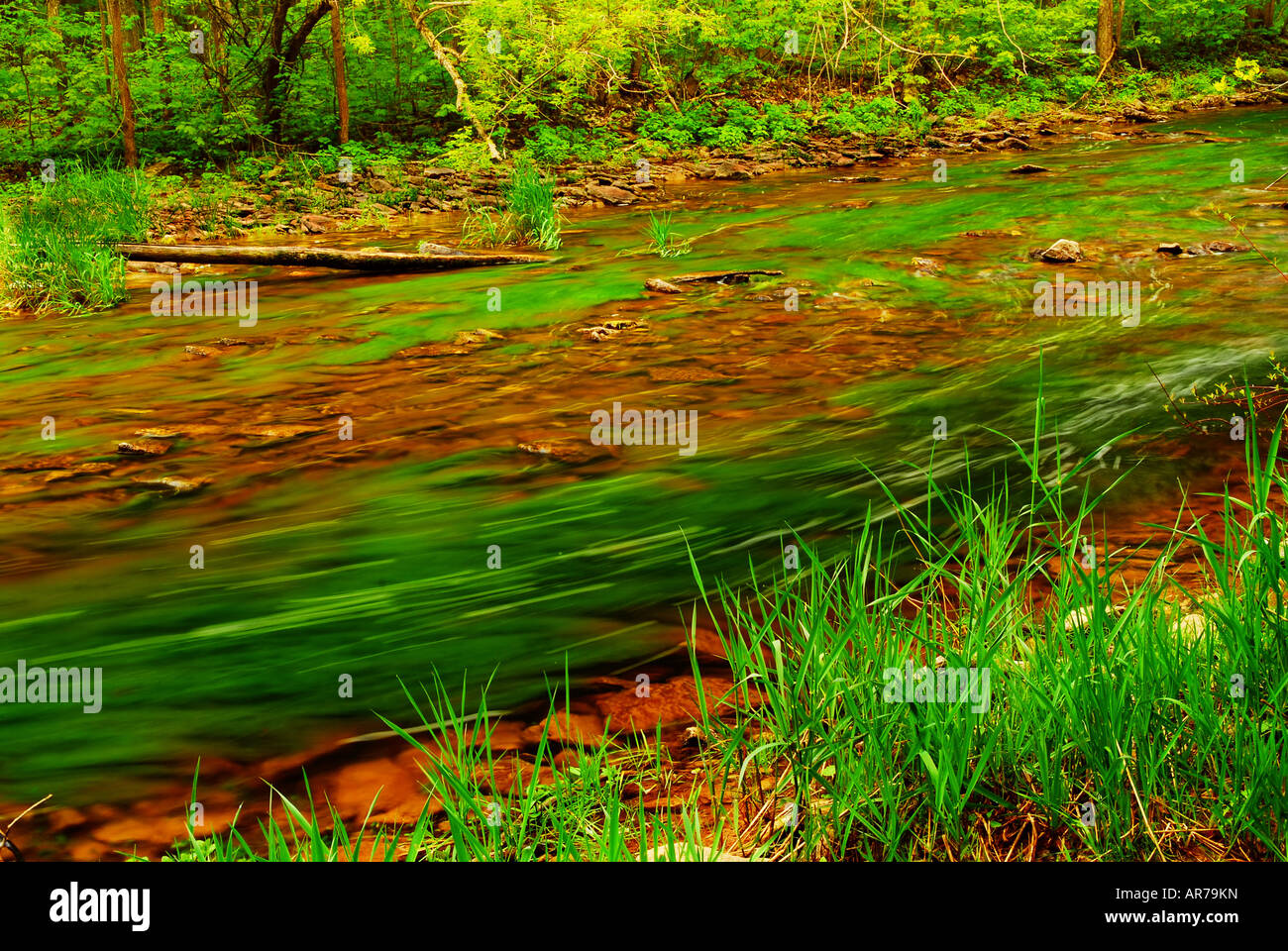 Small river with rocky bottom flowing throught green forest Stock Photo ...