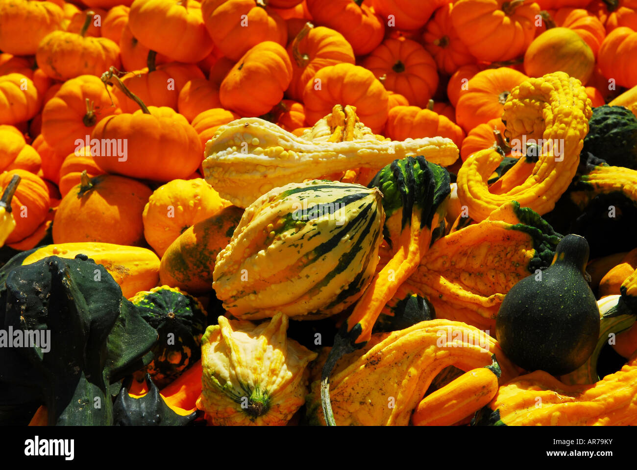 Ornamental pumpkins on farmers market in the fall Stock Photo - Alamy