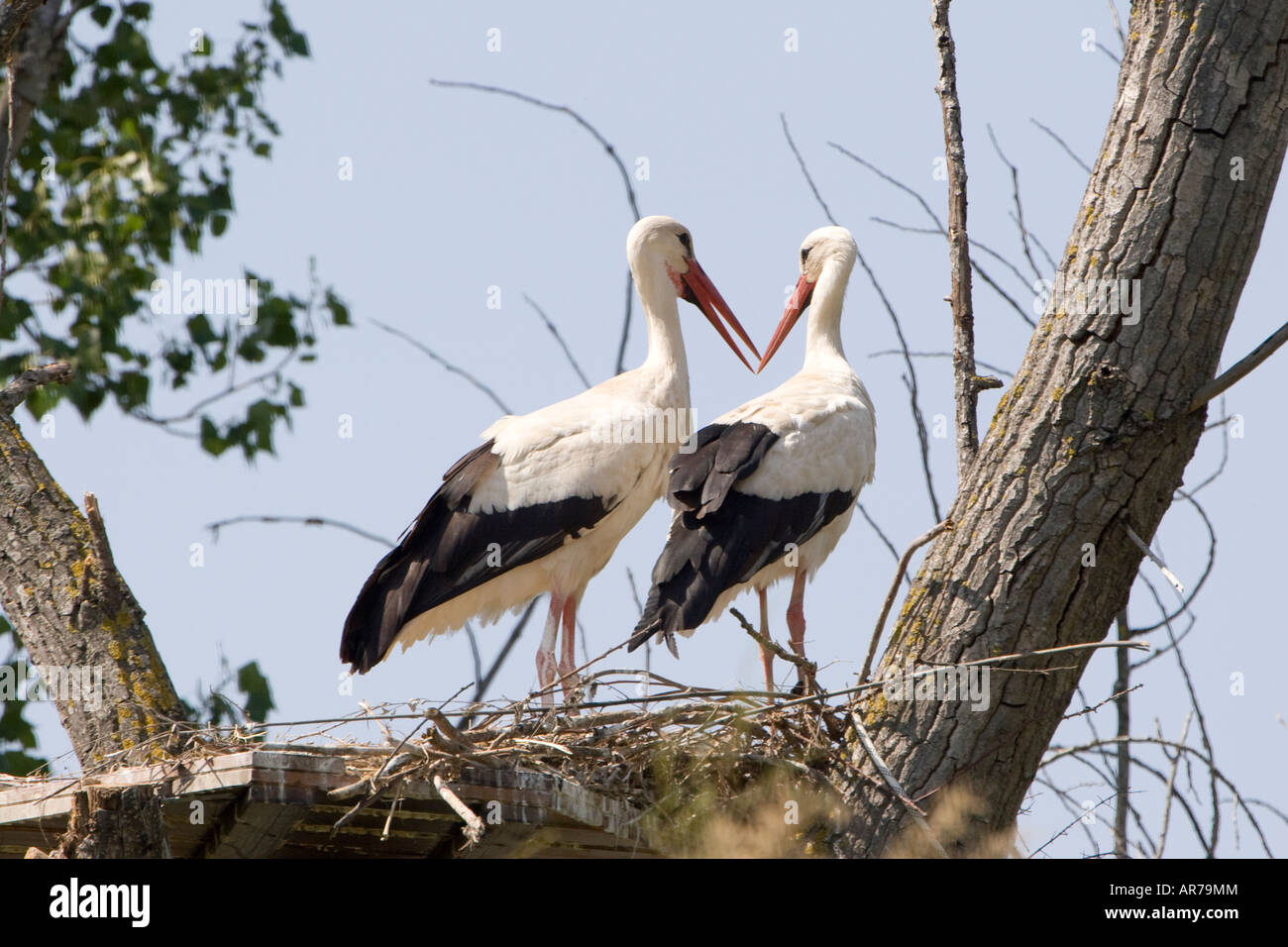 Pair of White Stork Stock Photo - Alamy