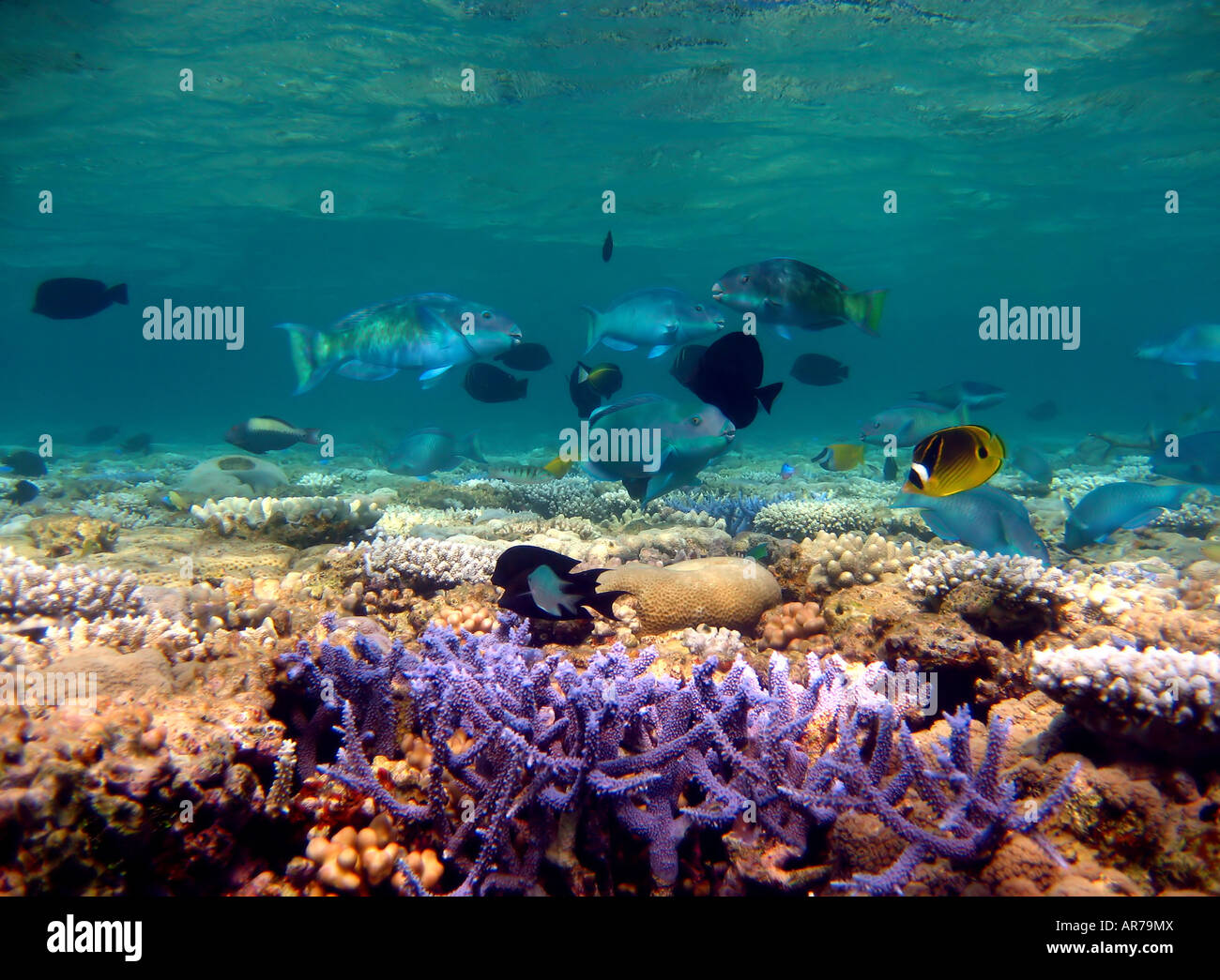 Parrotfish and other fish on reef flat in lagoon of Imperieuse Reef ...