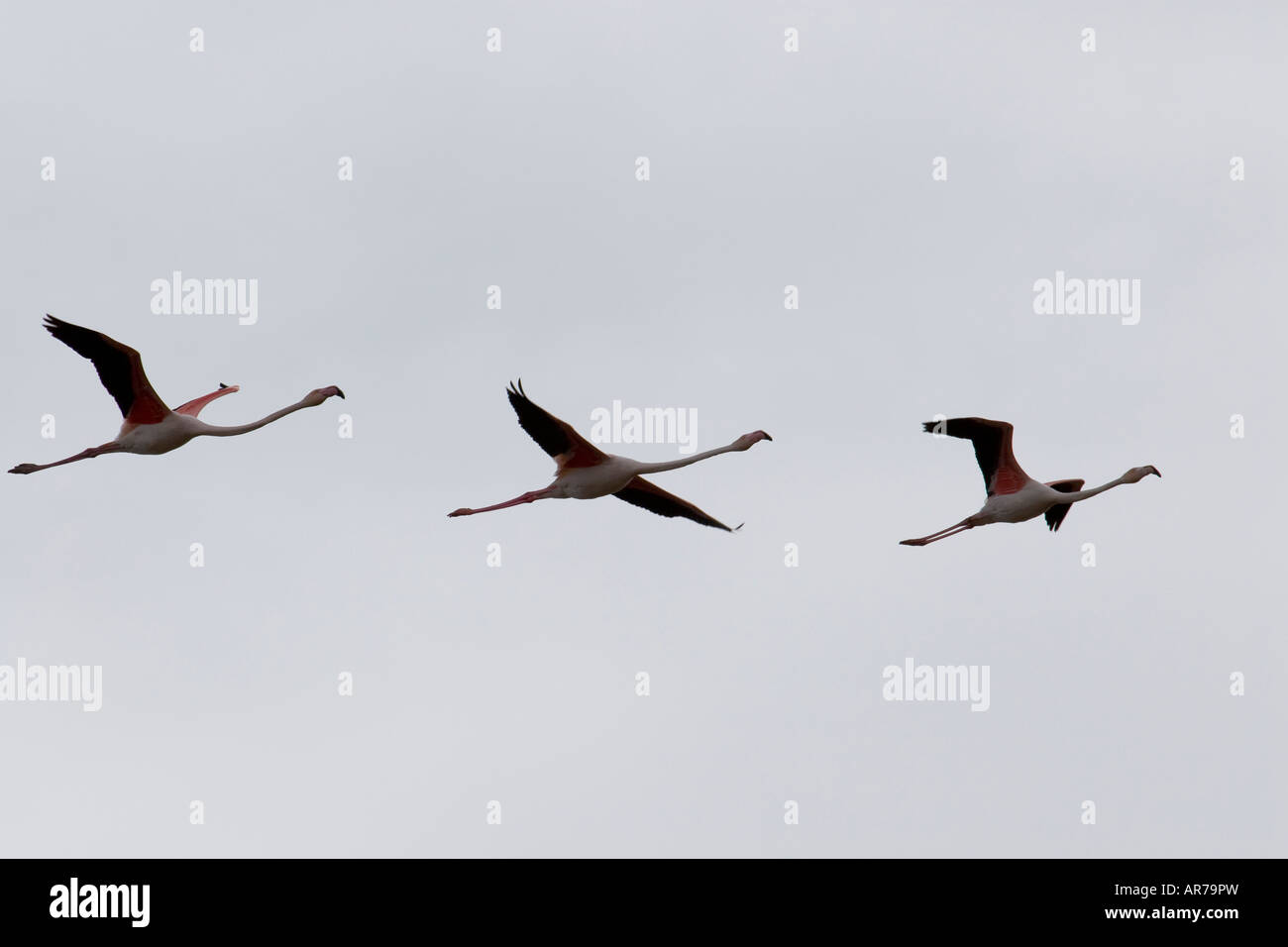 Greater Flamingos flying Stock Photo - Alamy