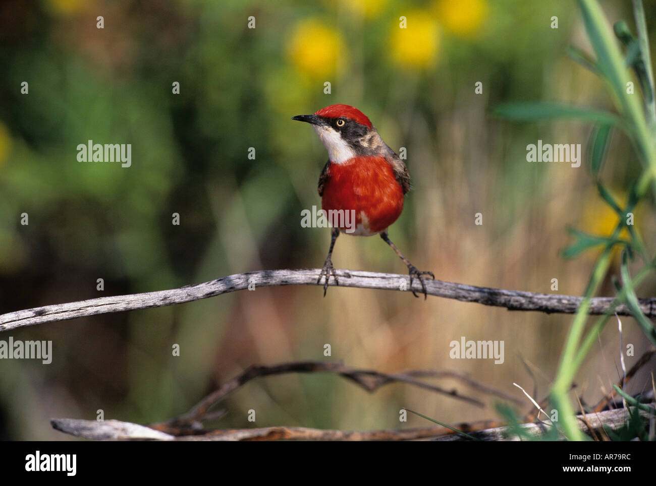 Male crimson chat hi-res stock photography and images - Alamy