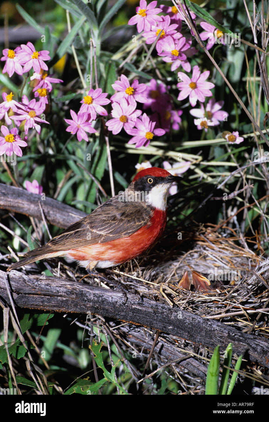 Crimson Chat Ephthianuara tricolor Male at nest Photographed in ...
