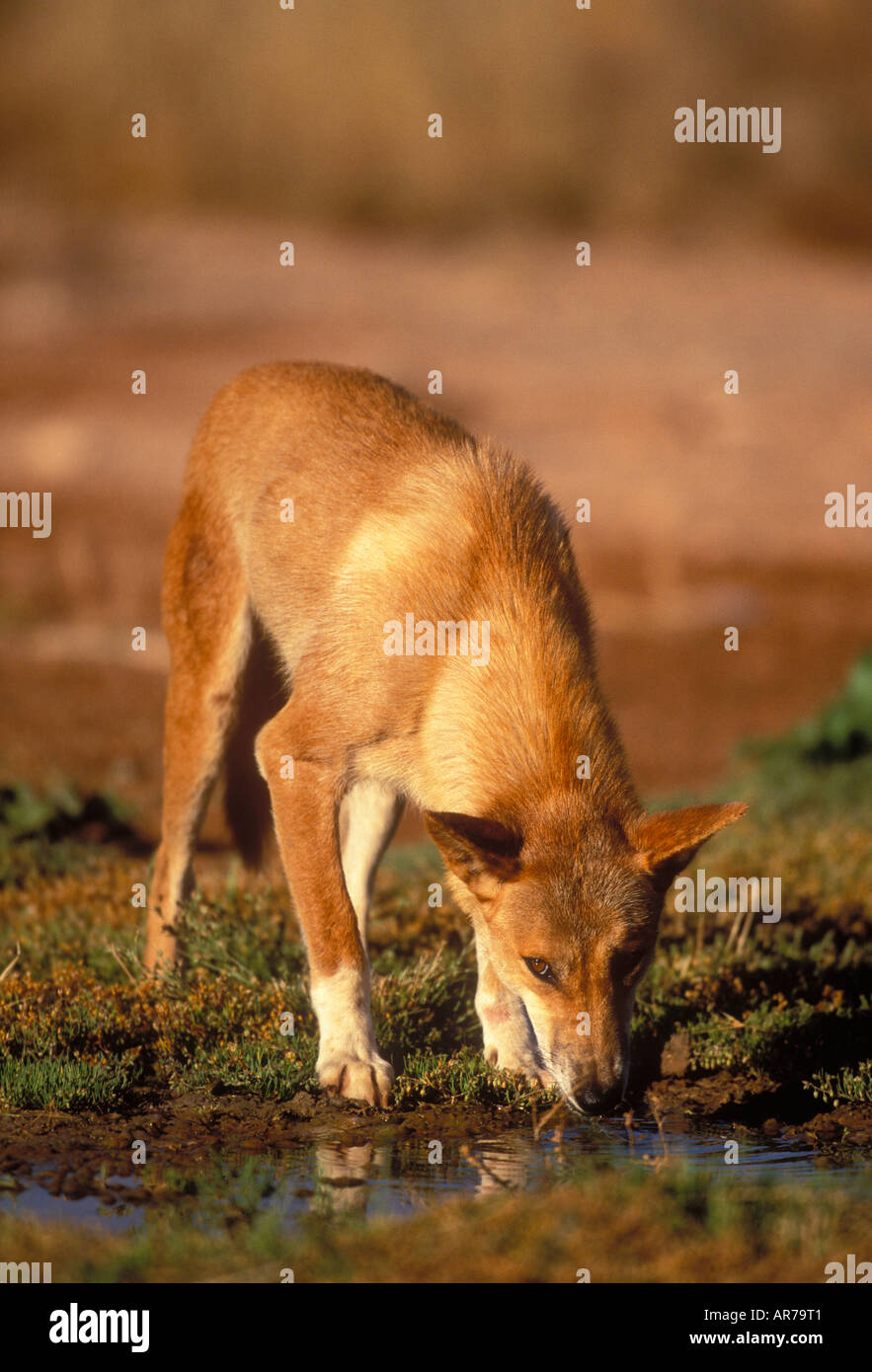 Canidae australian australia wildlife hi-res stock photography and ...