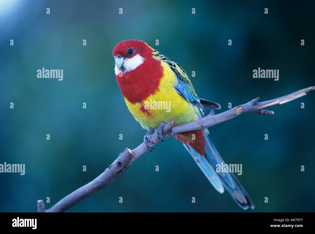 Eastern rosella in the wild hi-res stock photography and images - Alamy