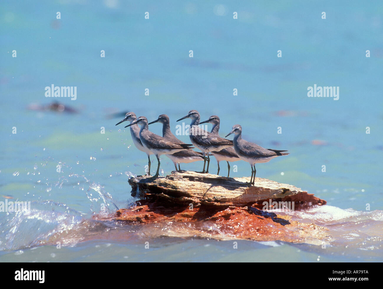 Grey tailed Tattler Tringa brevipes Stock Photo - Alamy