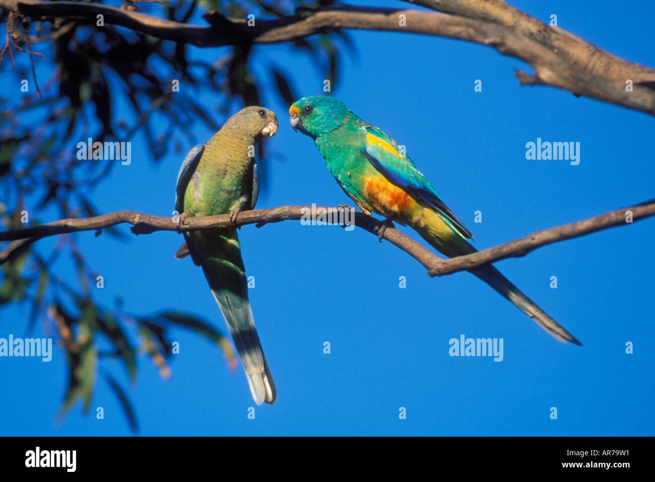 Mulga parrot hi-res stock photography and images - Alamy