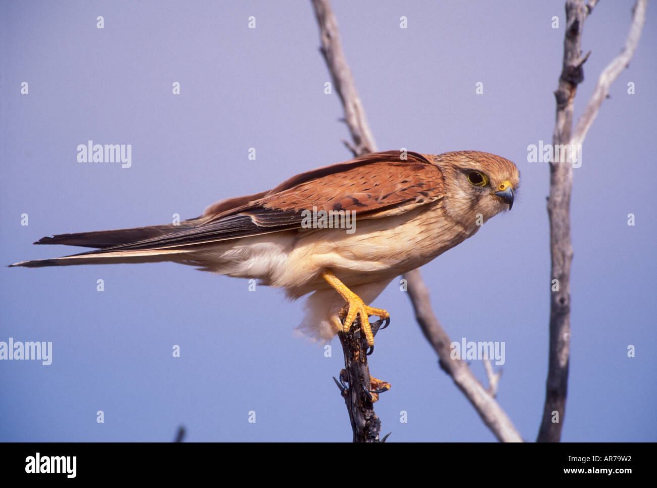 Australian nankeen kestrel hi-res stock photography and images - Alamy