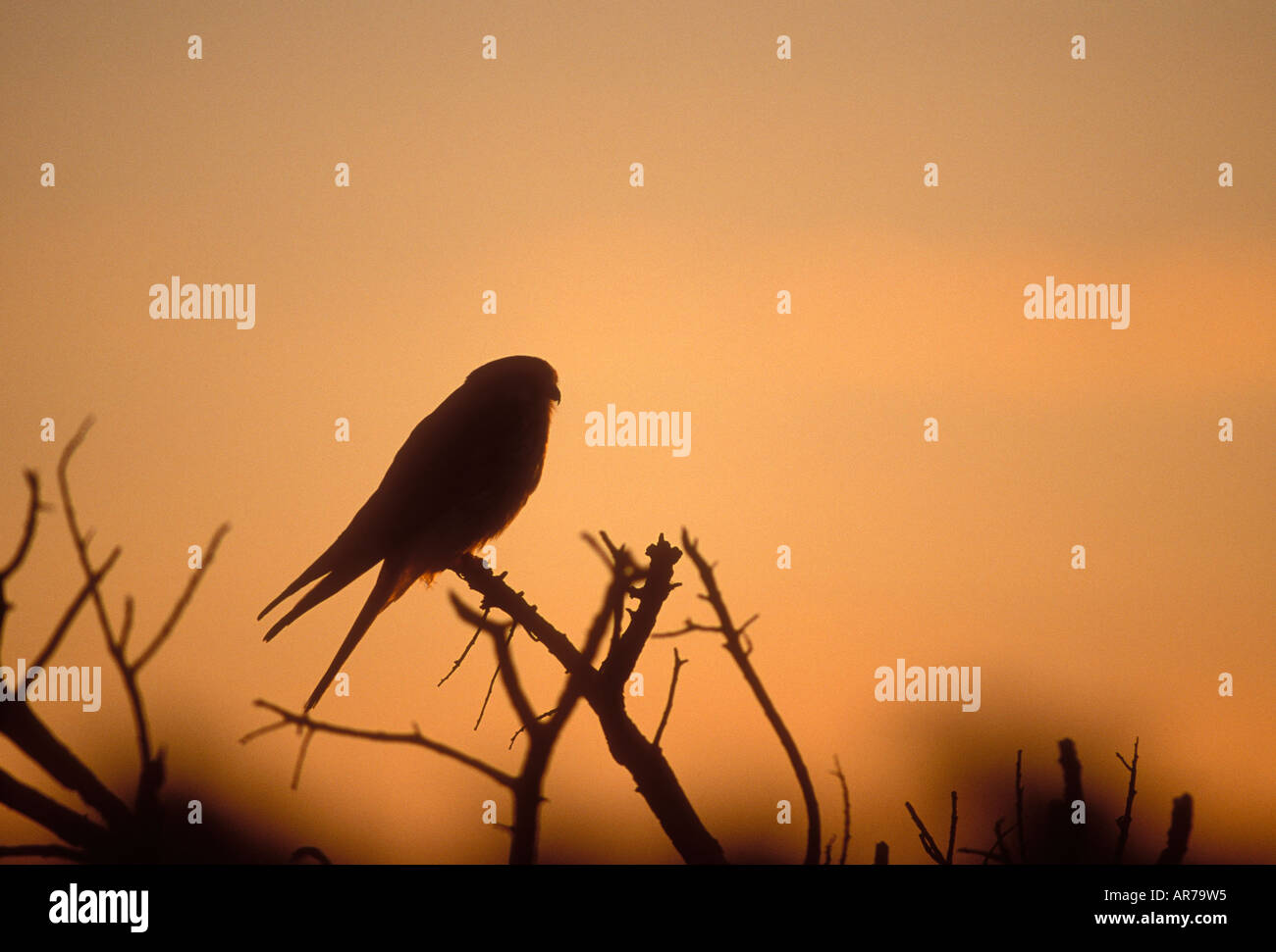 Australian nankeen kestrel hi-res stock photography and images - Alamy