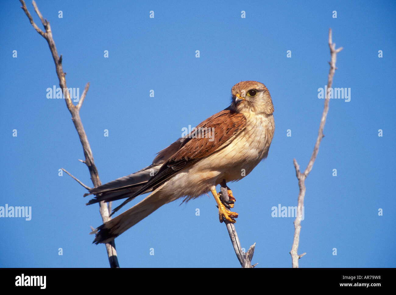 Nankeen Kestrel Falco cenchroides Stock Photo - Alamy