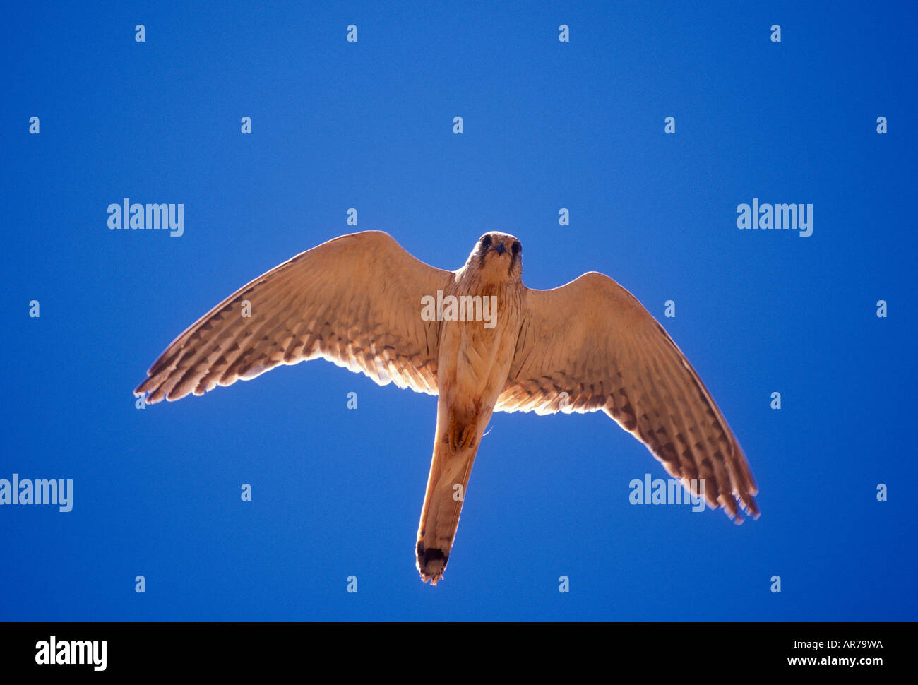 Nankeen Kestrel Falco cenchroides Stock Photo - Alamy