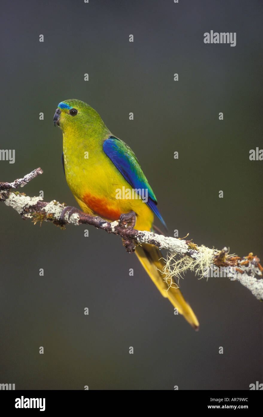 Orange-bellied Parrot Neophema chrysogaster Photographed in South West ...