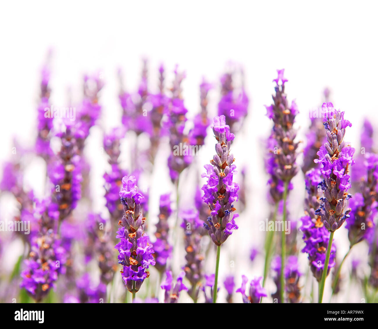 Botanical background of lavender herb isolated on white Stock Photo - Alamy