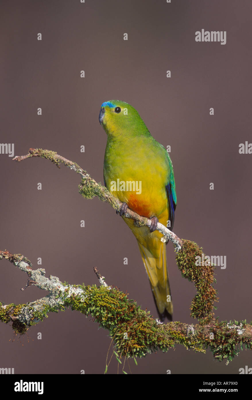 Orange-bellied Parrot Neophema chrysogaster Stock Photo - Alamy