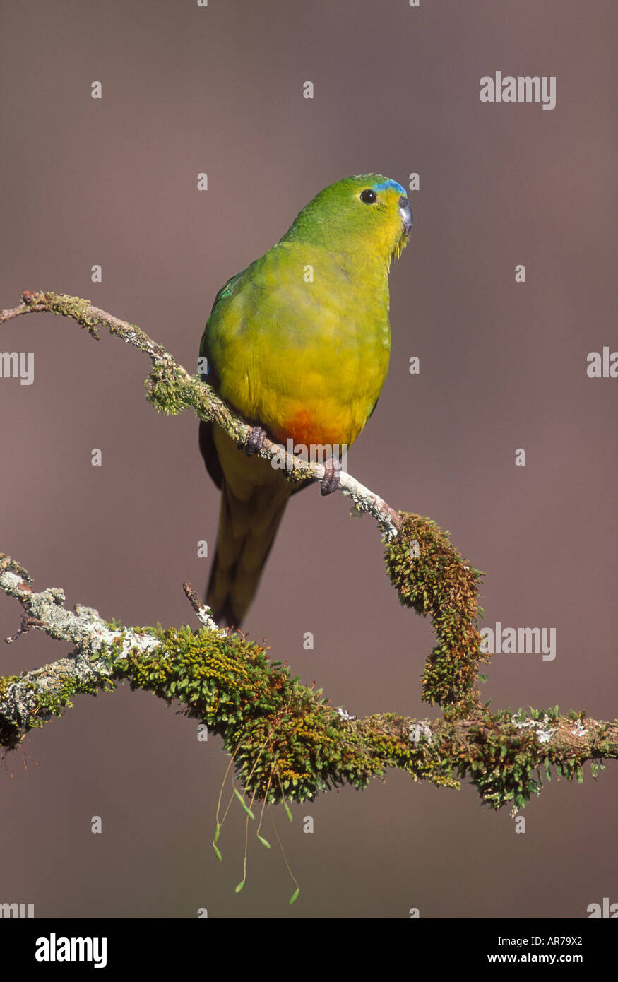 Orange bellied Parrot Neophema chrysogaster Stock Photo - Alamy