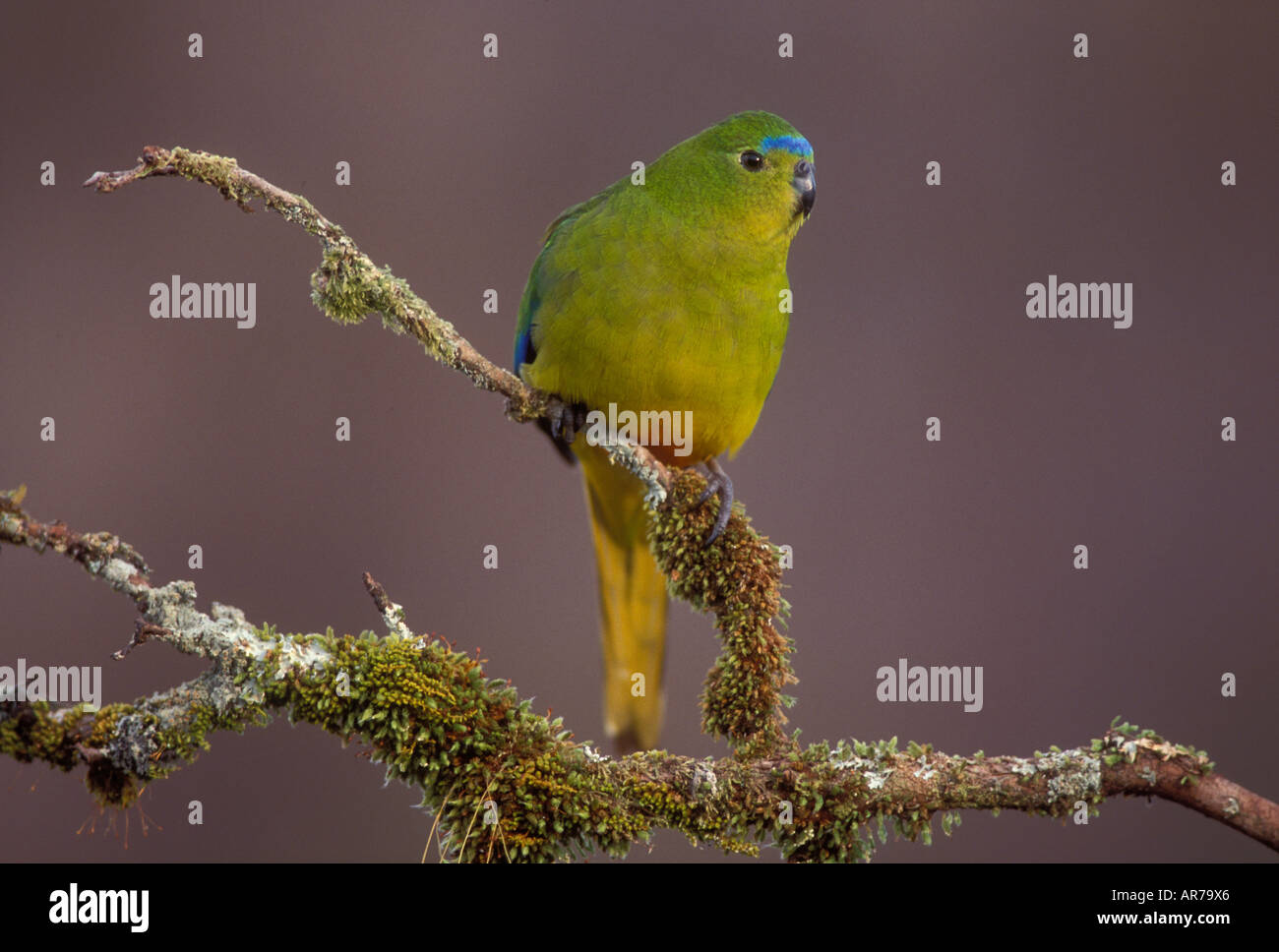 Orange bellied Parrot Neophema chrysogaster Stock Photo - Alamy