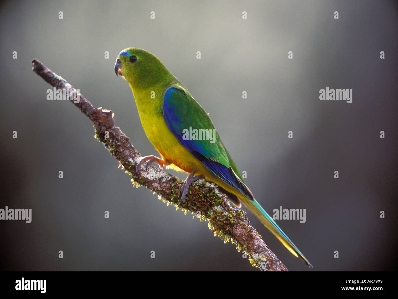 Orange-bellied Parrot Neophema chrysogaster Stock Photo - Alamy